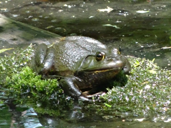 Wetland Ecology: Principles and Conservation – Paul Keddy, Ph.D.